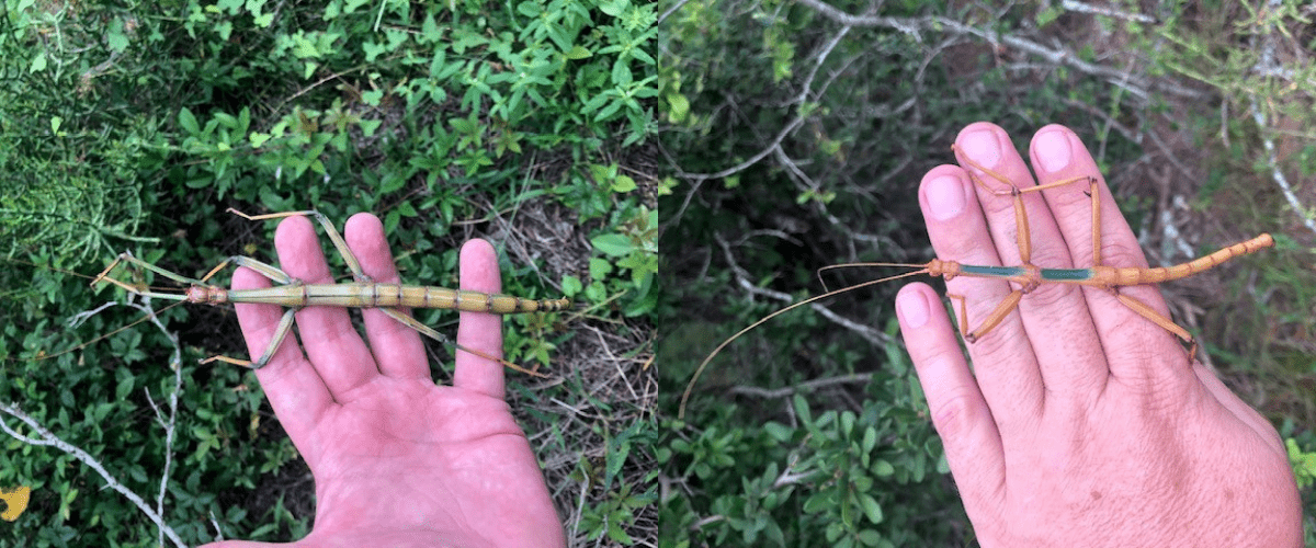 Seasons - July 2021 - Plateau Land & Wildlife Management